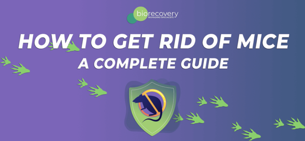 How To Get Rid Of Mice: A Complete Guide (2020) | Bio Recovery