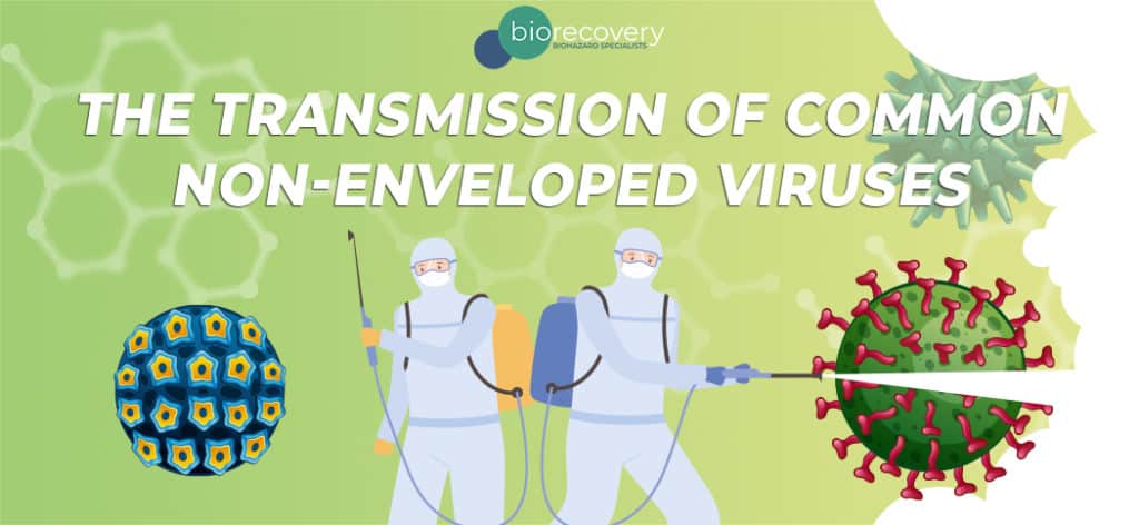 How Non-Enveloped Viruses Are Transmitted | Bio Recovery