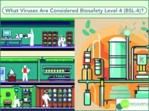 What Viruses Are Considered Biosafety Level 4? | Bio Recovery